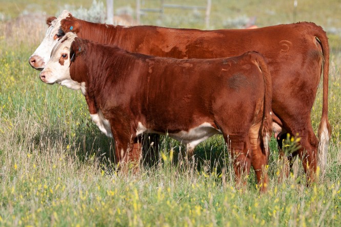 The Lady Dew Cow Family – CSC