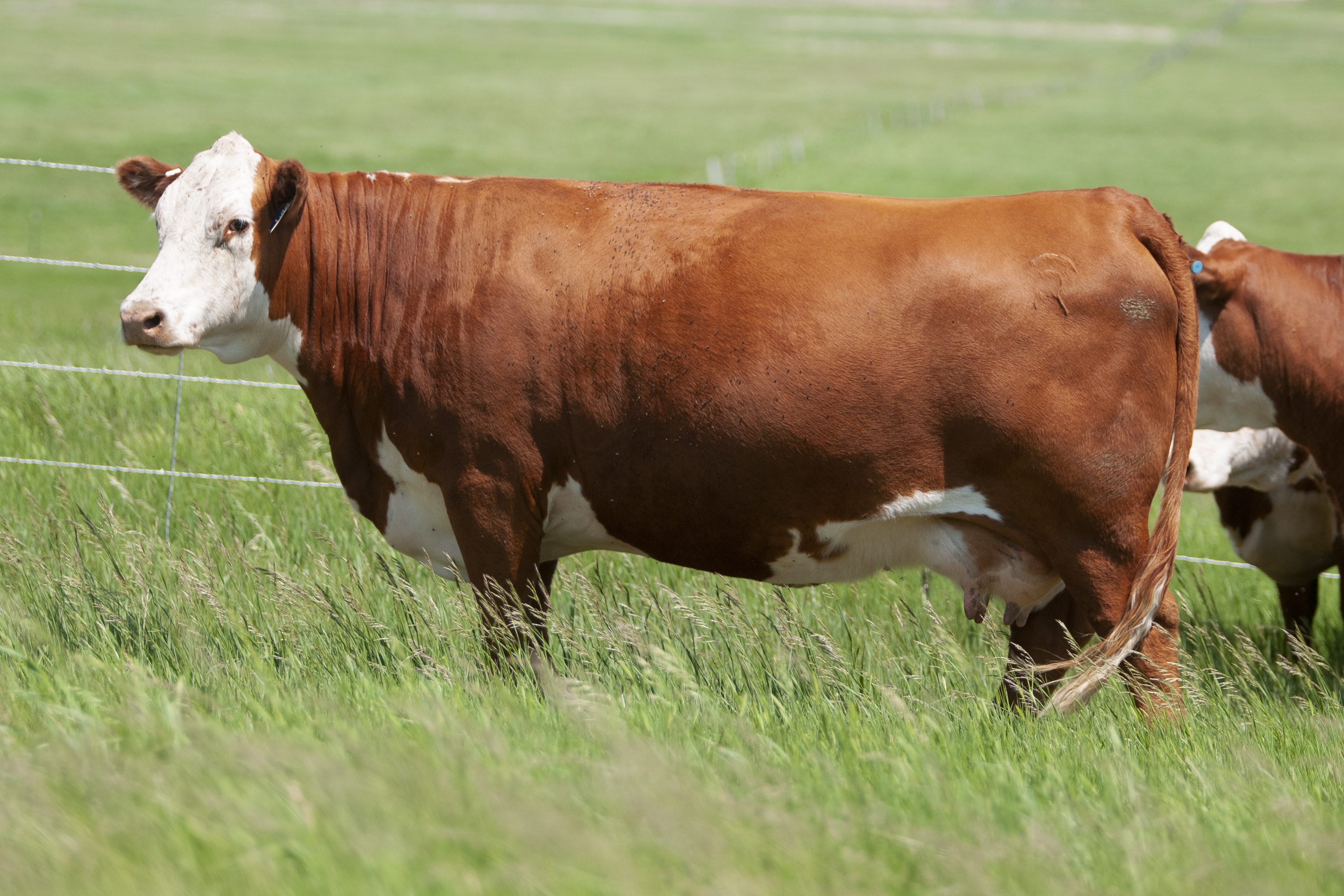 The Lady Dew Cow Family – CSC