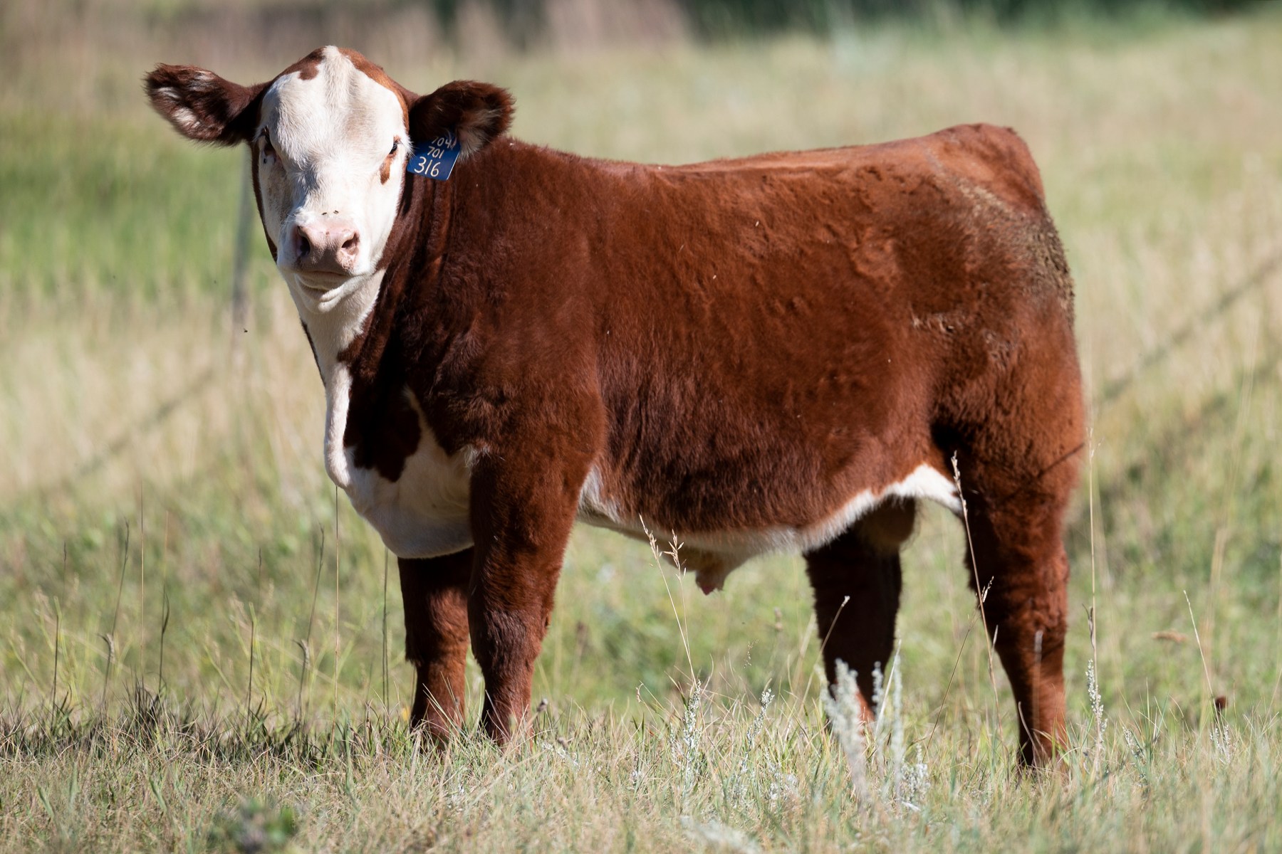 CSC 701 Oshoto 316 – CSC