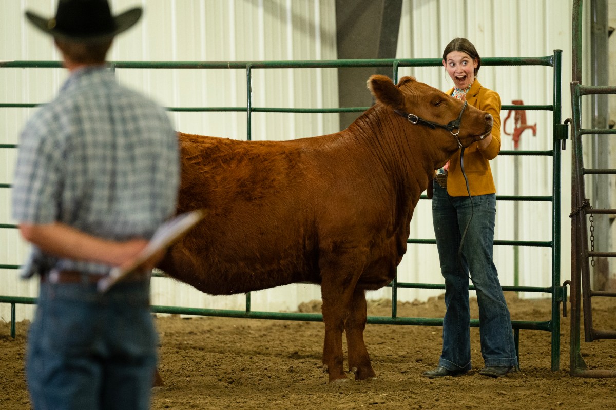 Supreme Cow Contest – CSC
